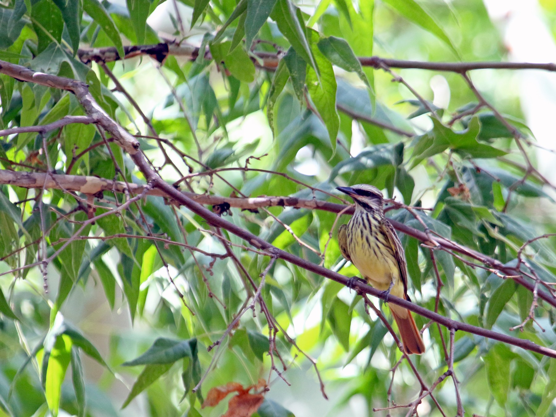 Mosquero Ventriazufrado - eBird