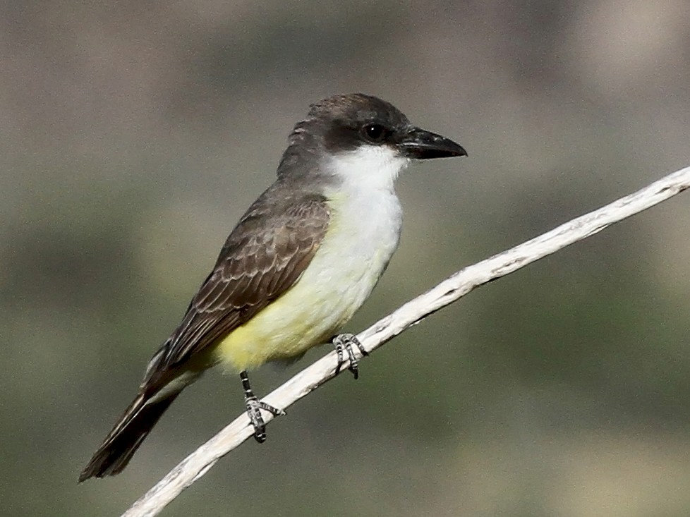 Thick-billed Kingbird - eBird