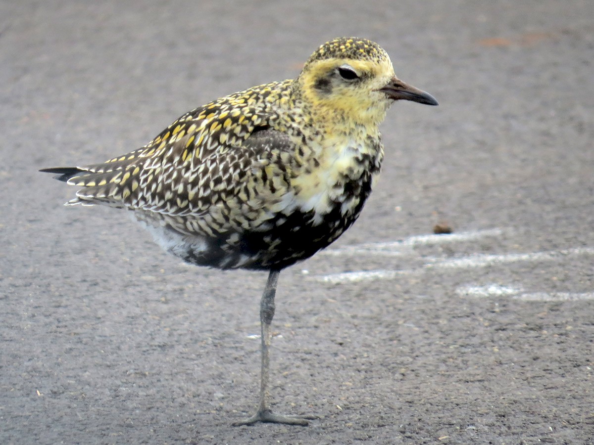 Pacific Golden-Plover - eBird