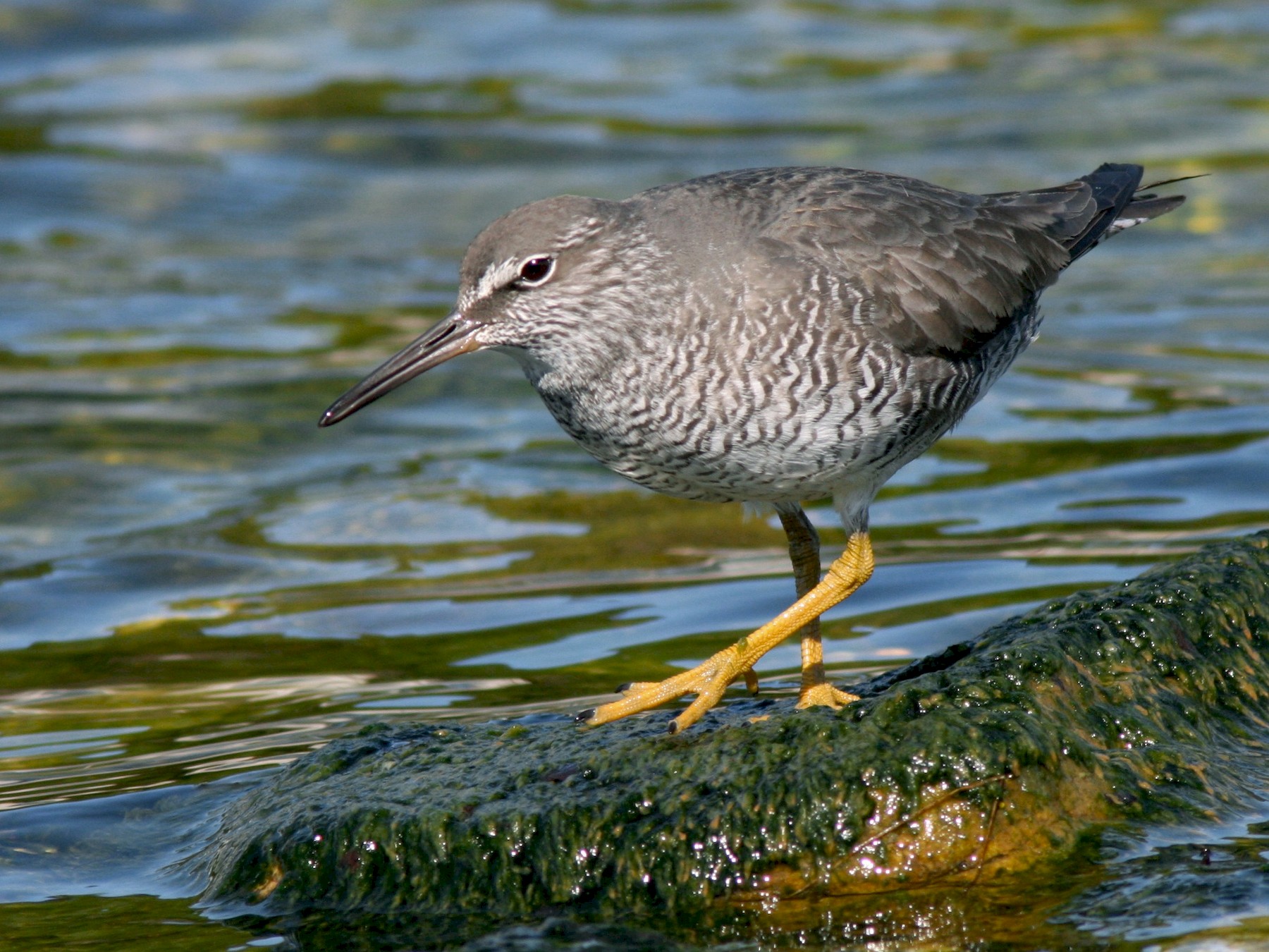 Wandering Tattler - eBird