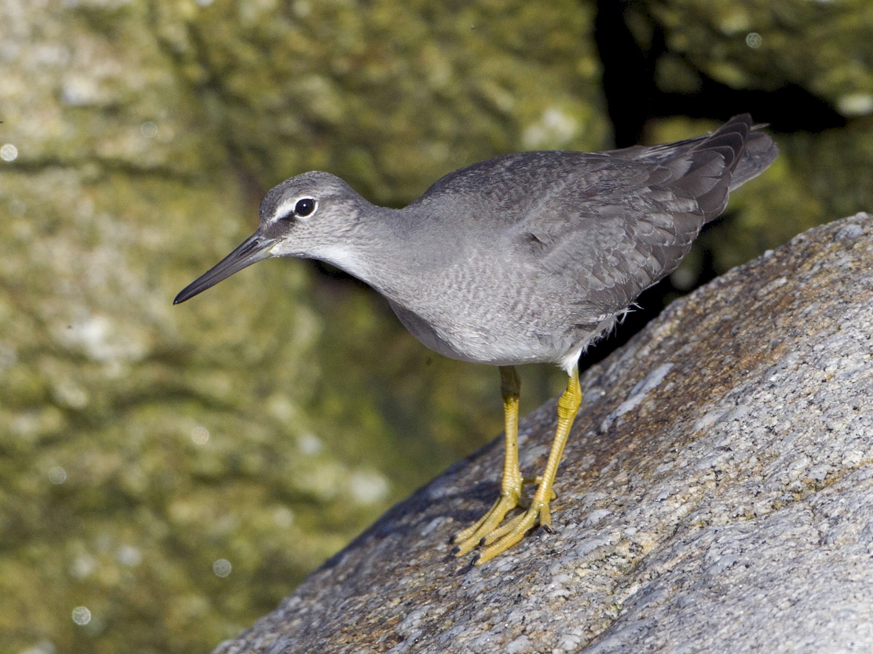 Wandering Tattler - eBird