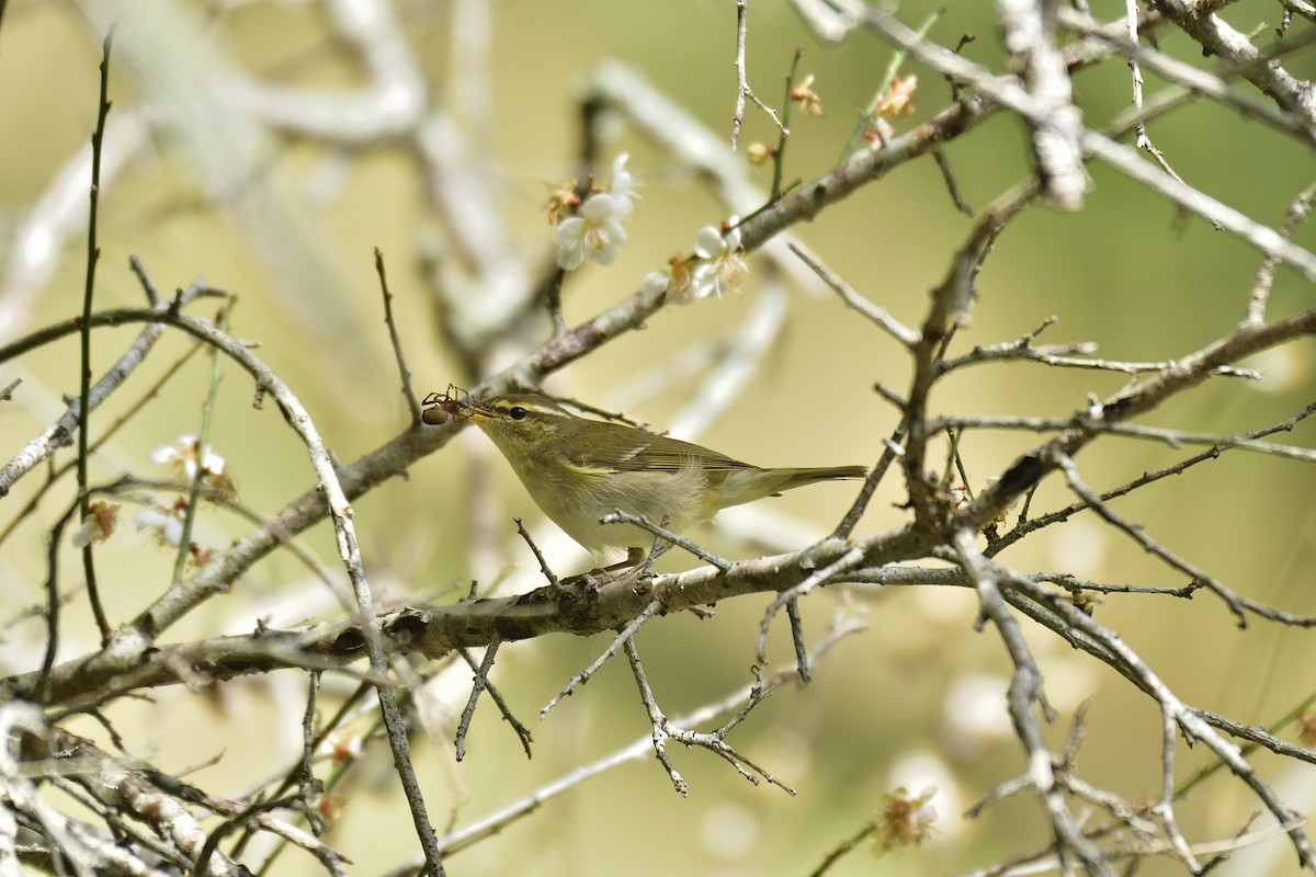 2022 eBird Taiwan冬季月挑戰 - eBird Taiwan