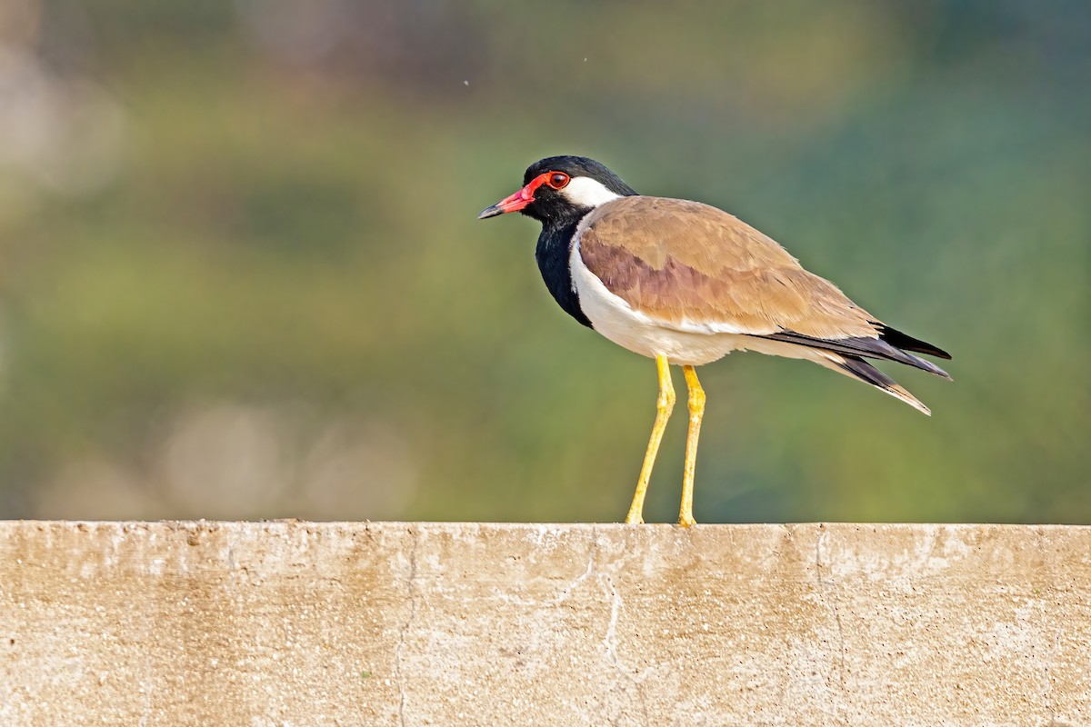 lapwing sp. - eBird
