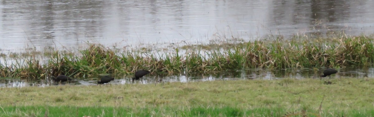 eBird Checklist - 6 Jan 2022 - Ouse Fen RSPB Reserve--Berry Fen - 20 ...