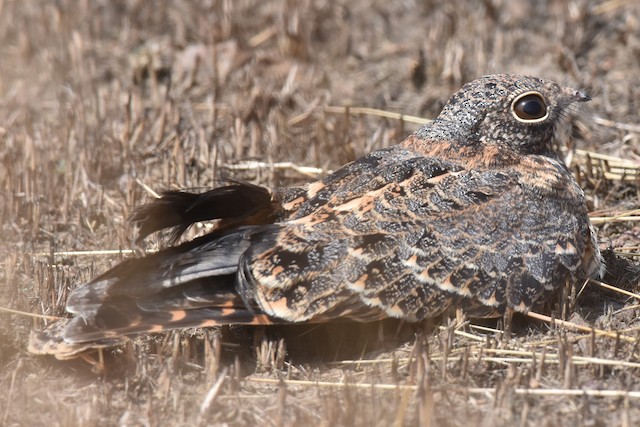 Standard Winged Nightjar Flying