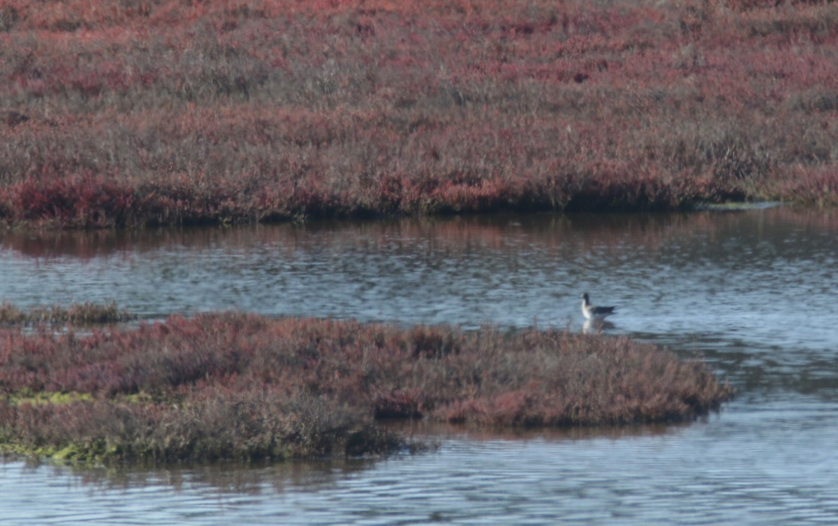 eBird Checklist - 6 Jan 2022 - Elkhorn Slough--Estrada & North marsh ...