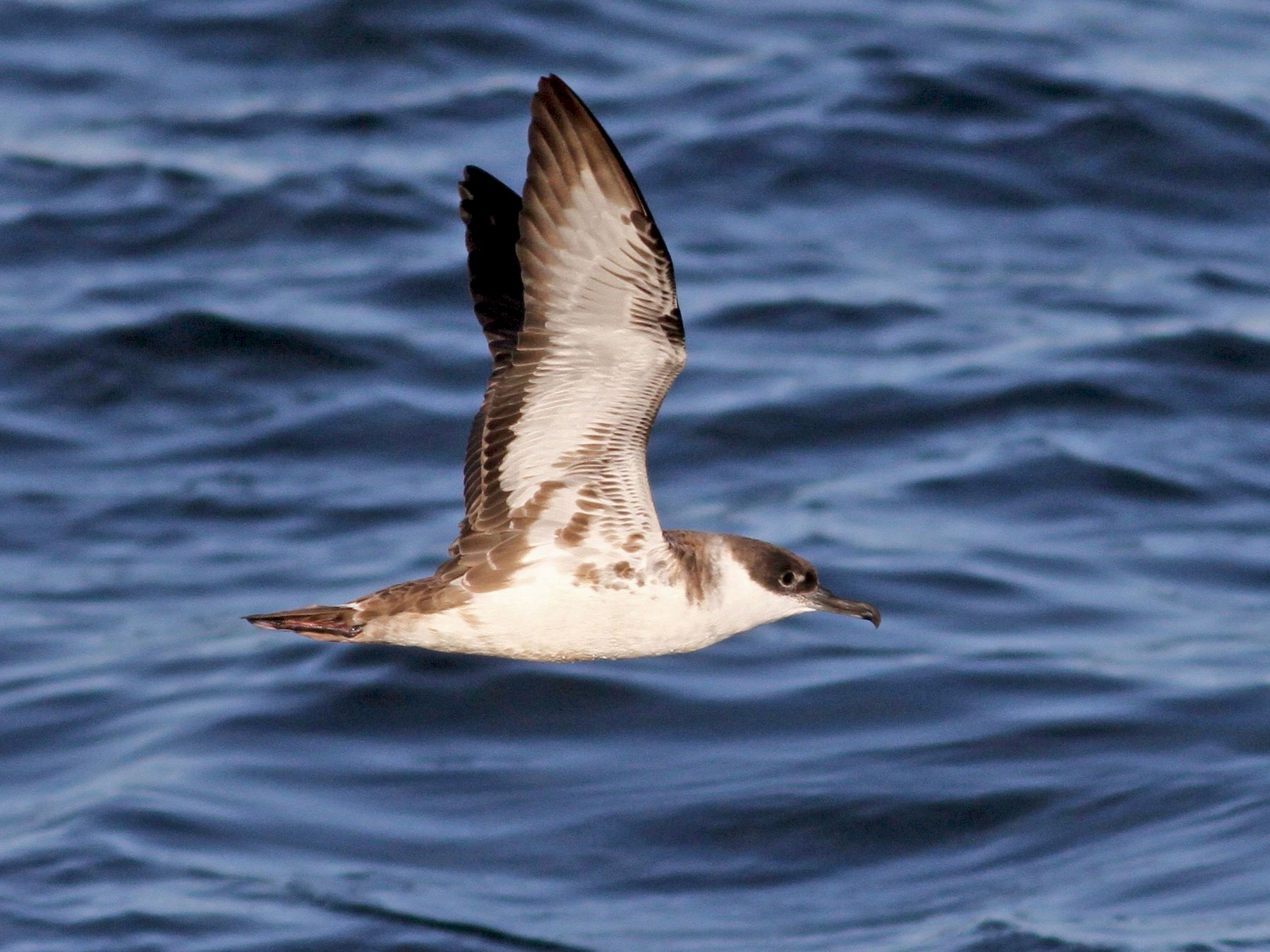 Great Shearwater - eBird