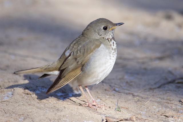Gray Cheeked Thrush