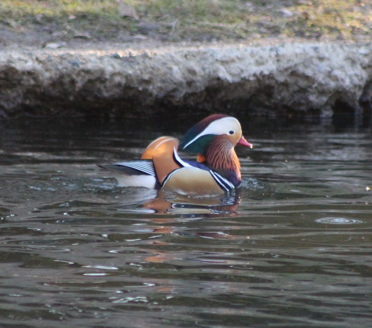 eBird Checklist - 3 Jan 2022 - Irvine Regional Park - 19 species (+2 ...