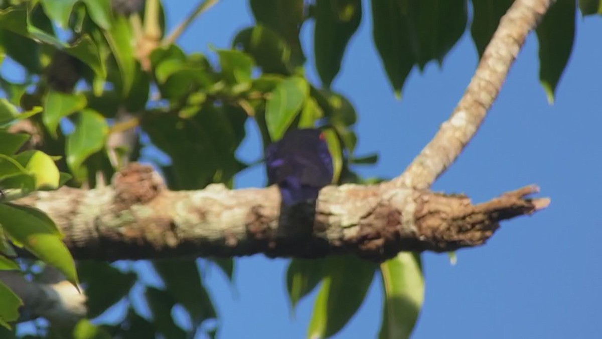 eBird Checklist - 2 Jan 2022 - Kalbario-Patapat Natural Park - 19 species