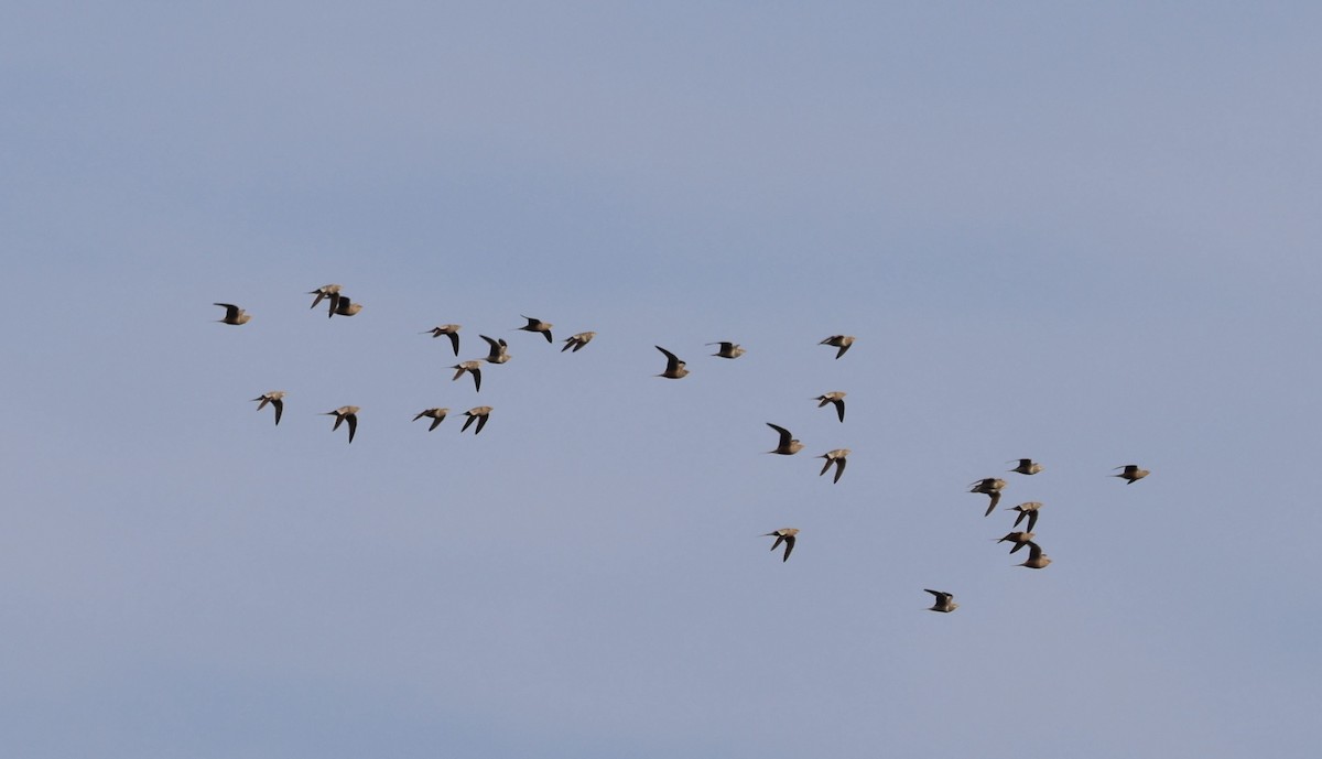 eBird Checklist - 10 Dec 2021 - Al Maha Forest--Pivot Fields (no access ...