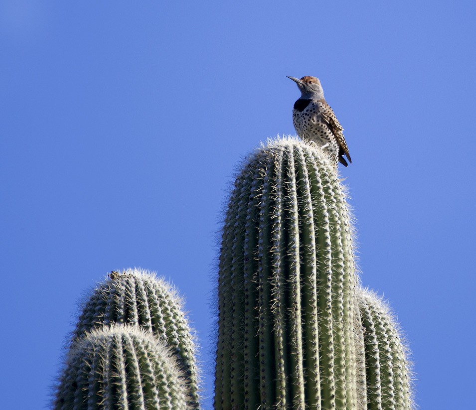 eBird Checklist - 8 Jan 2022 - Honey Bee Canyon Park - 24 species