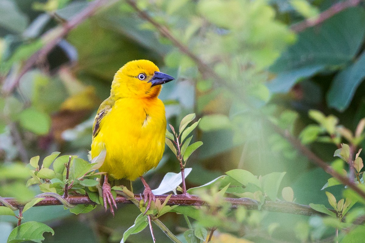 Holub's Golden-Weaver - Ploceus xanthops - Birds of the World