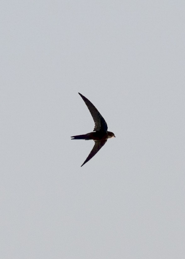 eBird Checklist - 25 Nov 2021 - Browse Island (Timor Sea) - 16 species ...
