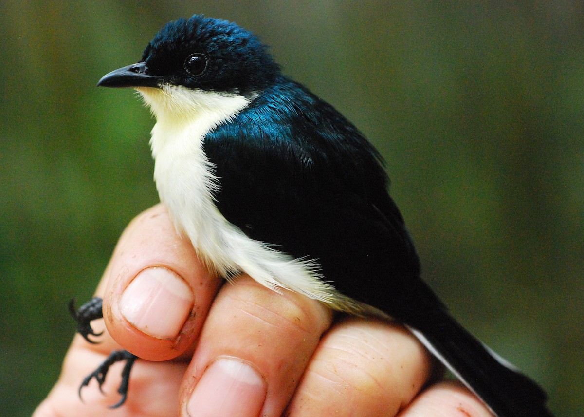 Satin Berrypecker - Melanocharis citreola - Birds of the World