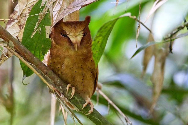 Serendib Scops Owl