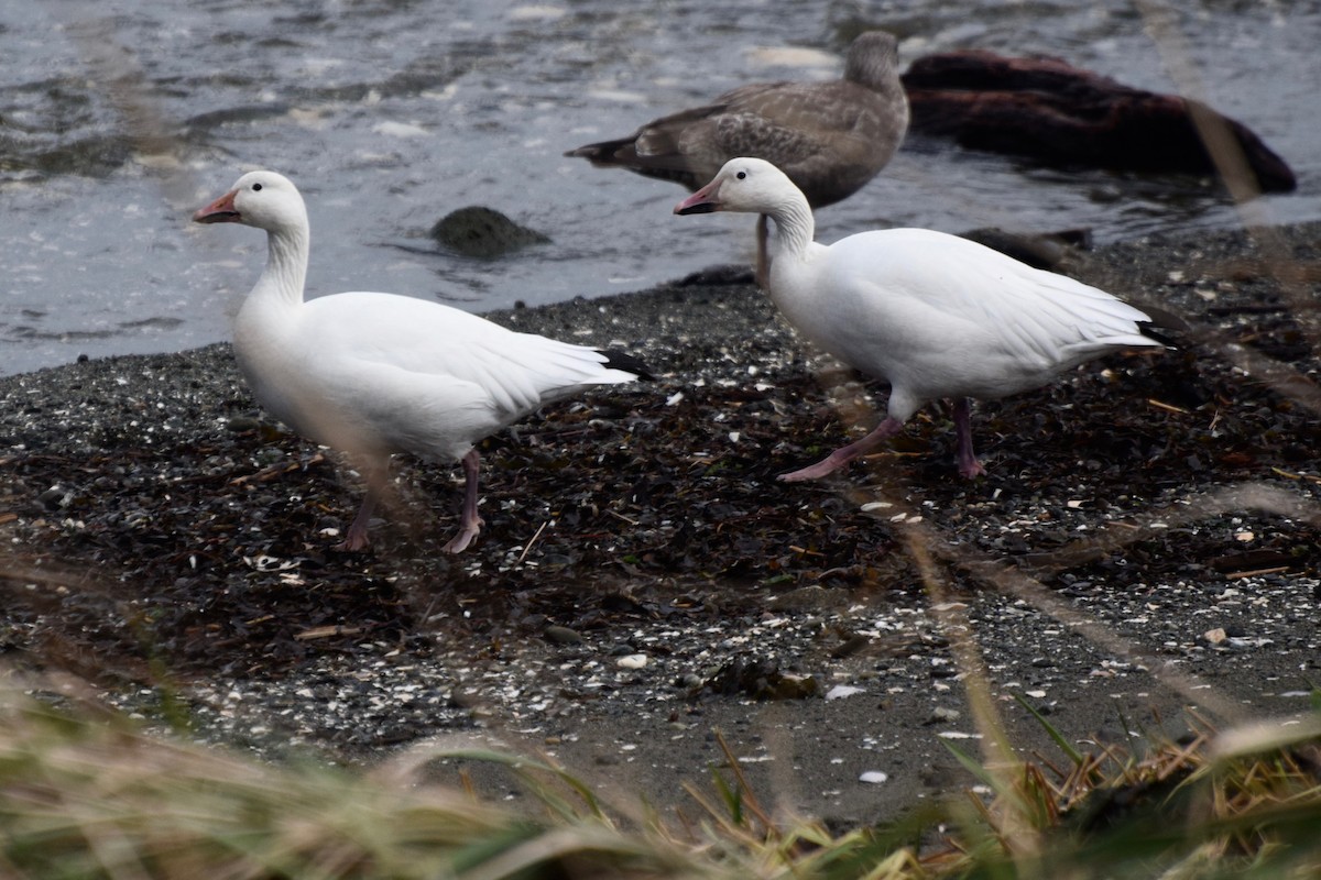 eBird Checklist - 19 Nov 2016 - Neah Bay--town and bay only - 72 ...