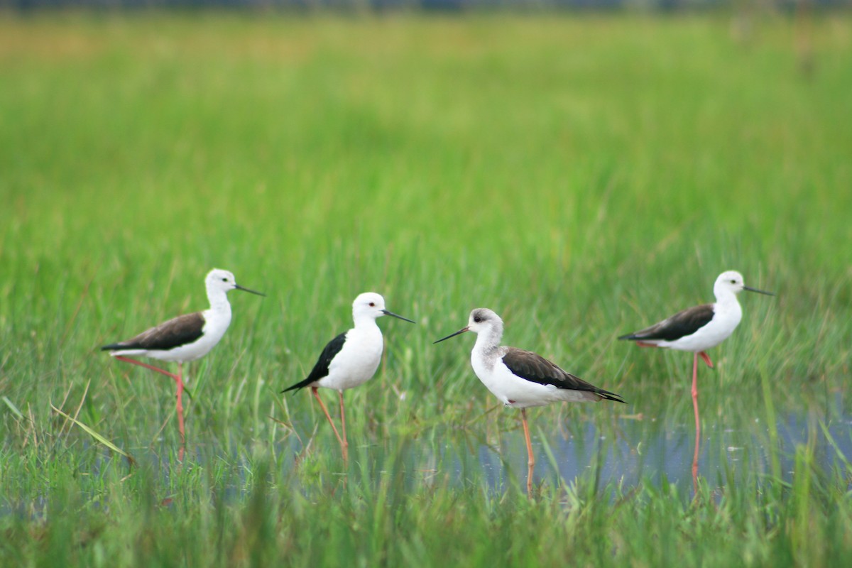 eBird Checklist - 30 Oct 2010 - Thale Sap Non-hunting Area--Khu Kut ...
