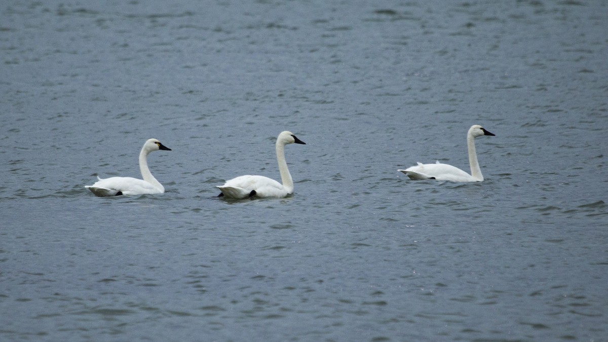 ML404108961 - Trumpeter/Tundra Swan - Macaulay Library
