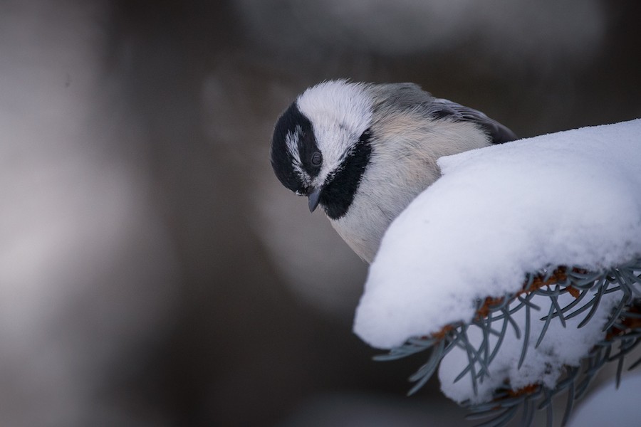 Black-capped x Mountain Chickadee (hybrid) - eBird