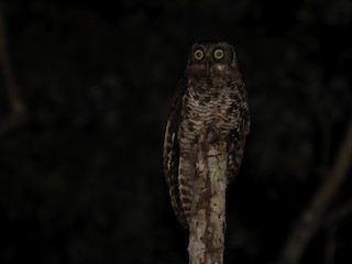Akun Eagle-Owl - Bubo leucostictus - Birds of the World