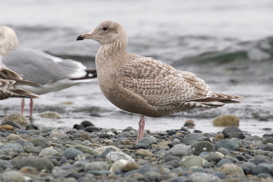 Herring x Glaucous Gull (hybrid) - eBird
