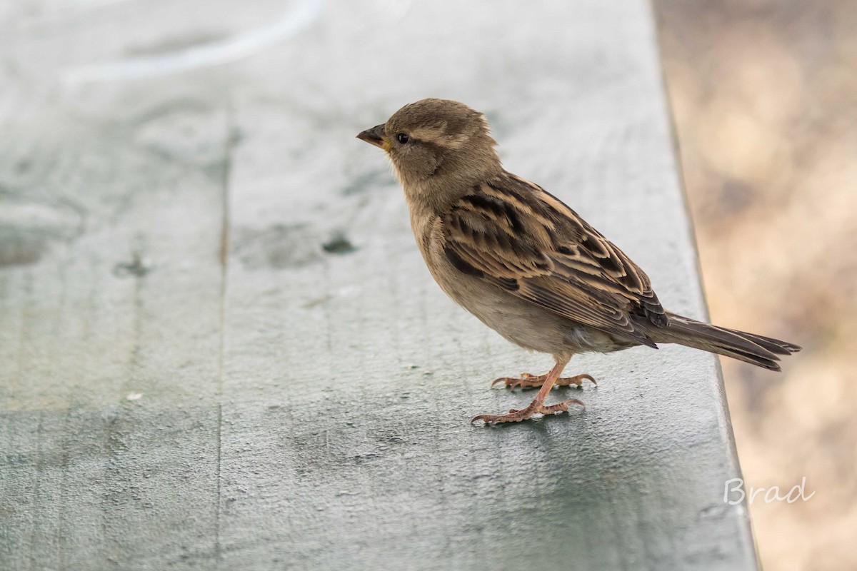 eBird Checklist - 19 Nov 2016 - Gilbert Kahele Recreation Area - 4 species