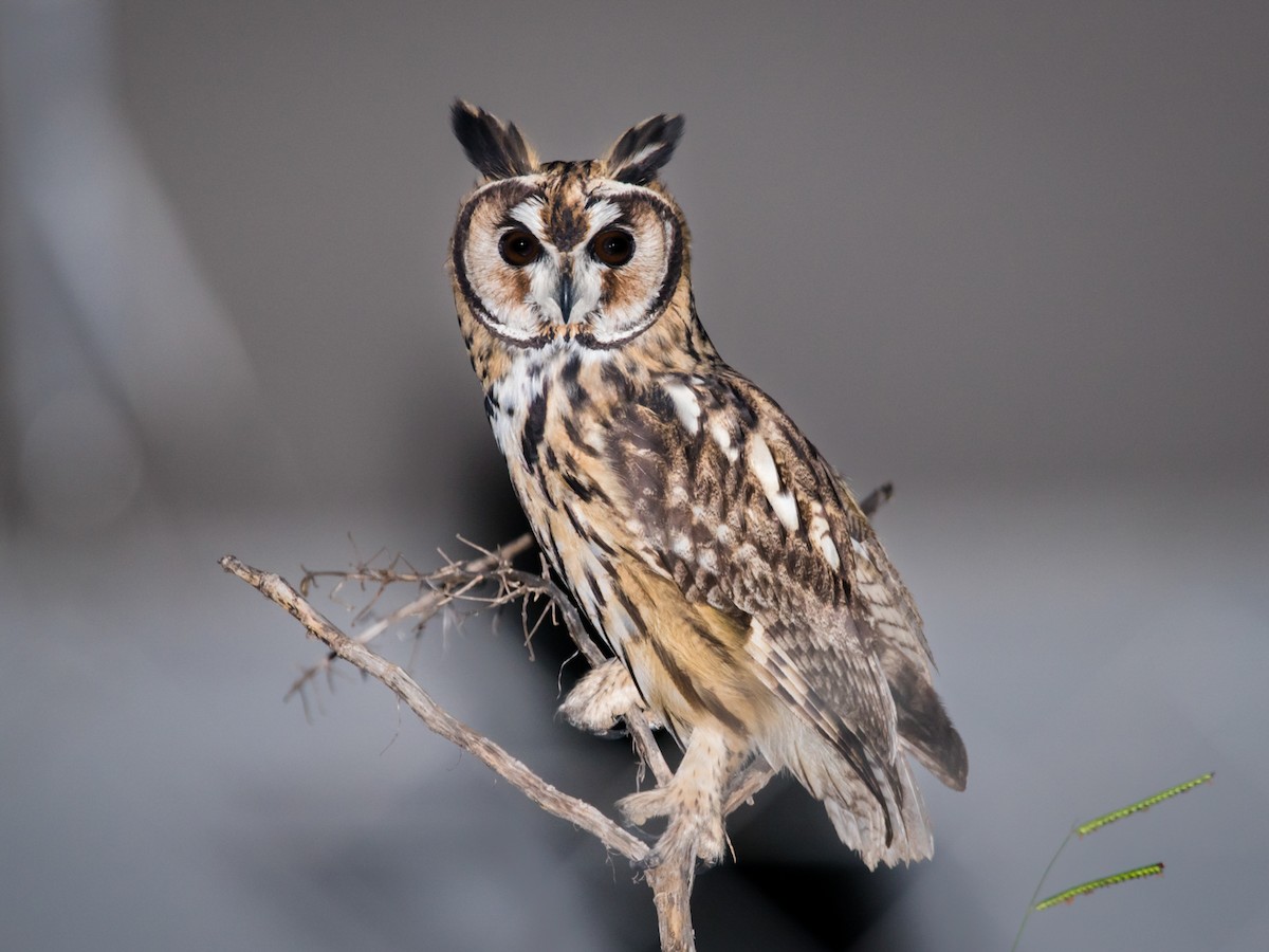 Striped Owl - Asio clamator - Birds of the World