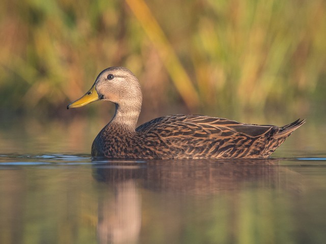 Mottled Drake Duck