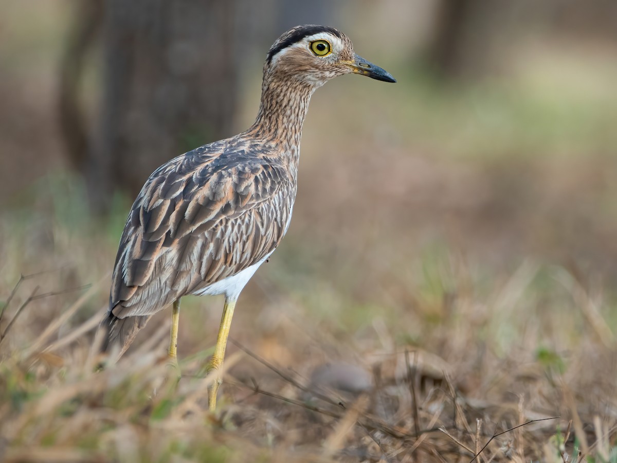 Double-striped Thick-knee - Hesperoburhinus bistriatus - Birds of the World