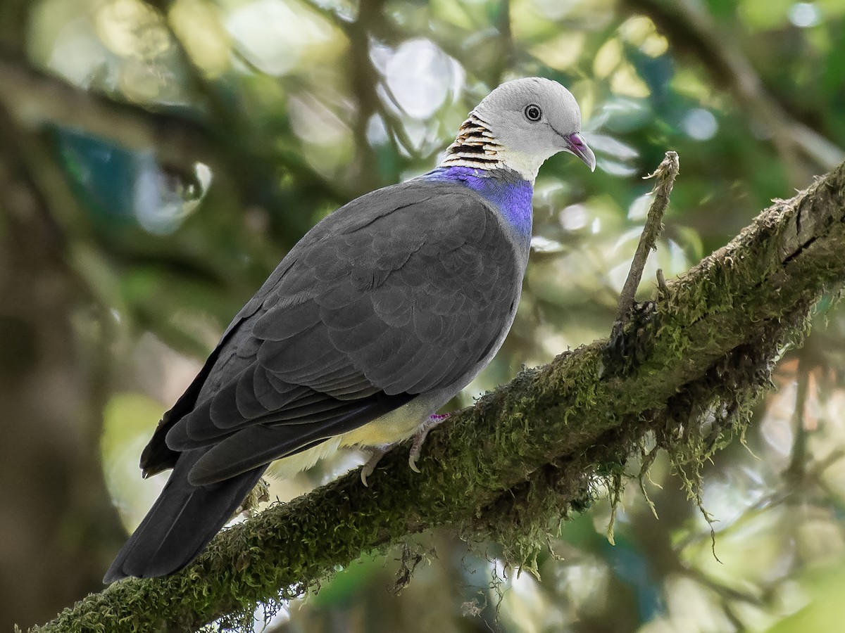 Ashy Wood-Pigeon - Columba pulchricollis - Birds of the World