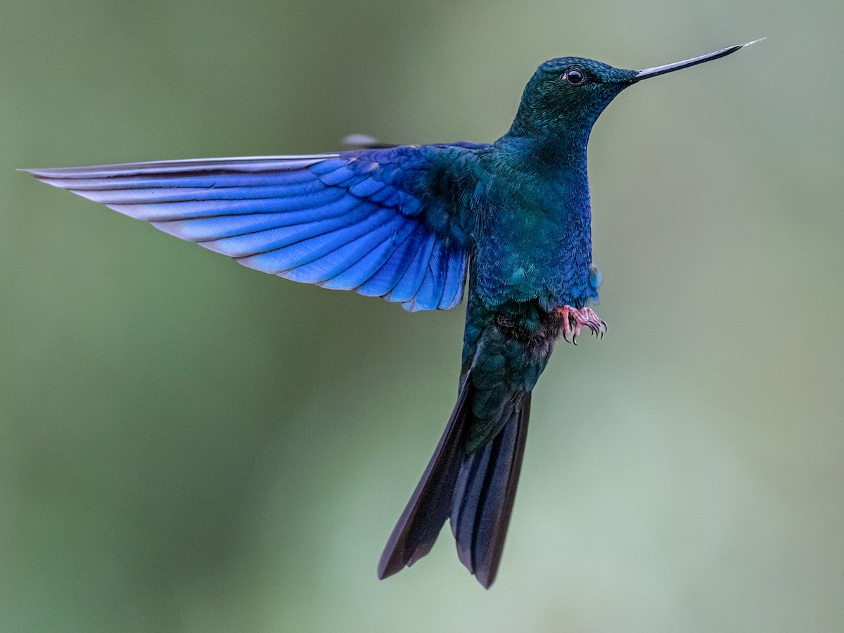 Great Sapphirewing - Pterophanes cyanopterus - Birds of the World