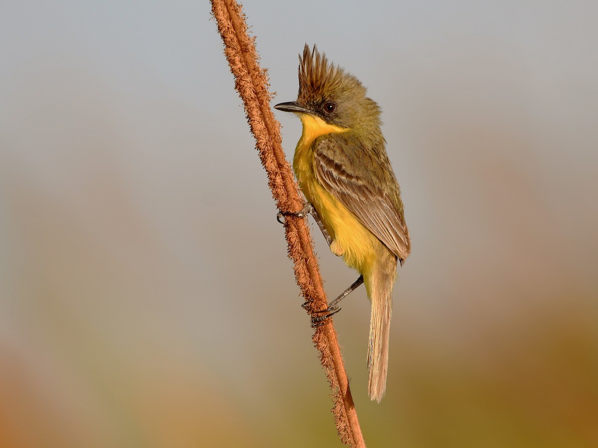Crested Doradito - Pseudocolopteryx sclateri - Birds of the World