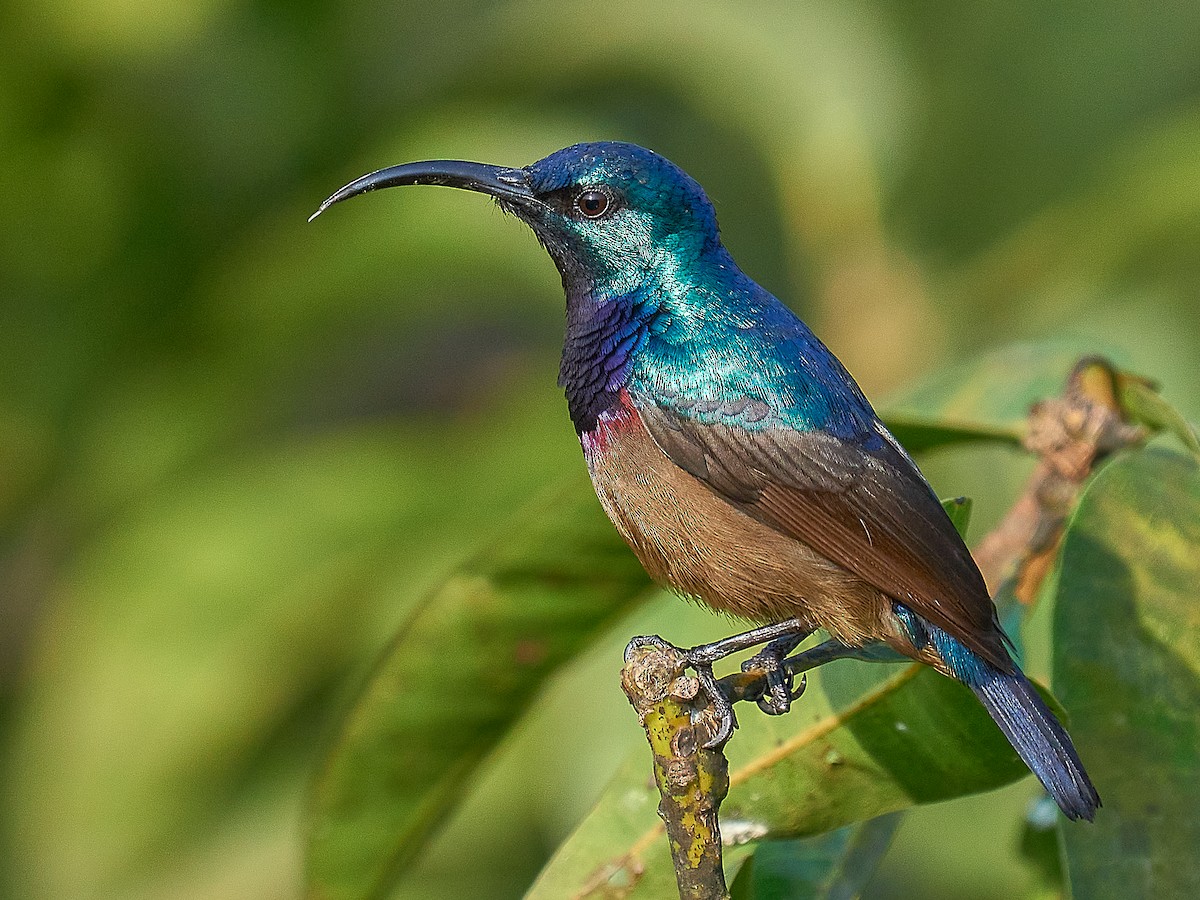 Loten's Sunbird - Cinnyris lotenius - Birds of the World