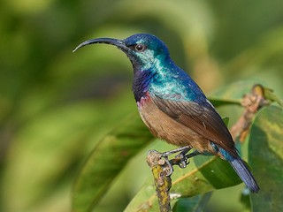 Loten's Sunbird - Cinnyris lotenius - Birds of the World