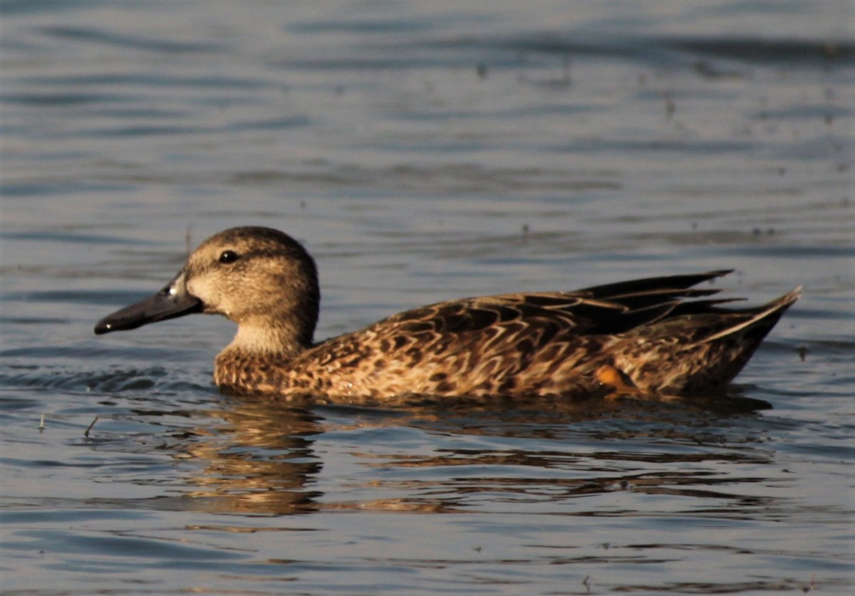 eBird Checklist - 5 Oct 2020 - Frank G. Bonelli RP/Puddingstone ...