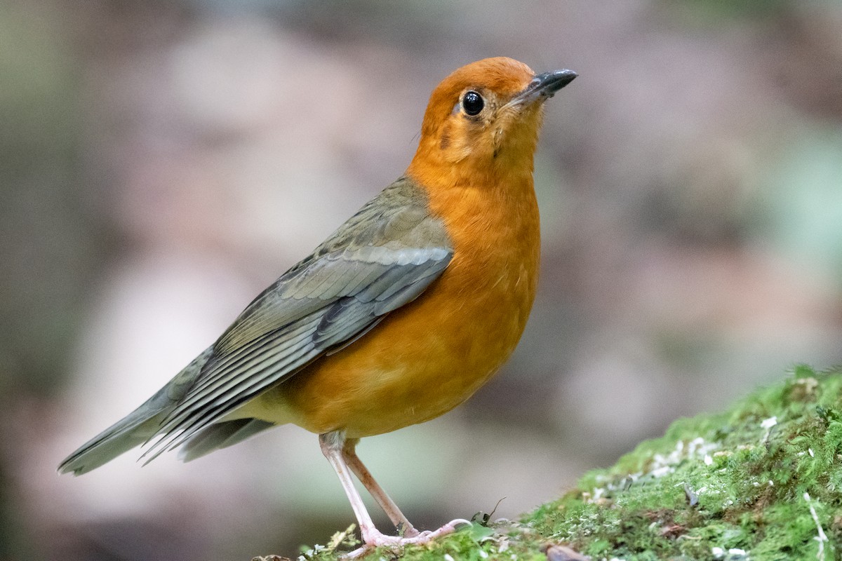 eBird Checklist - 5 Dec 2021 - Phnom Aural - 29 species