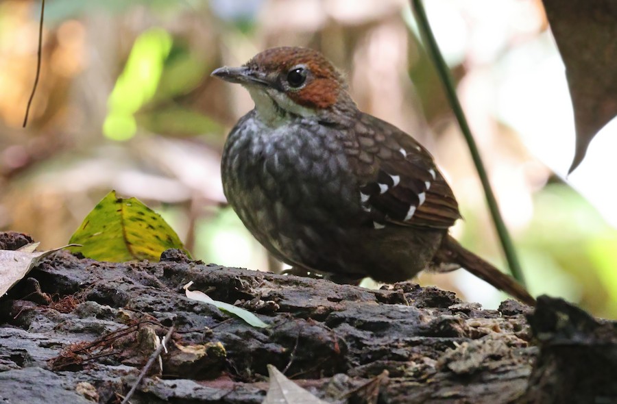 Rostkopf-Grundsänger - eBird