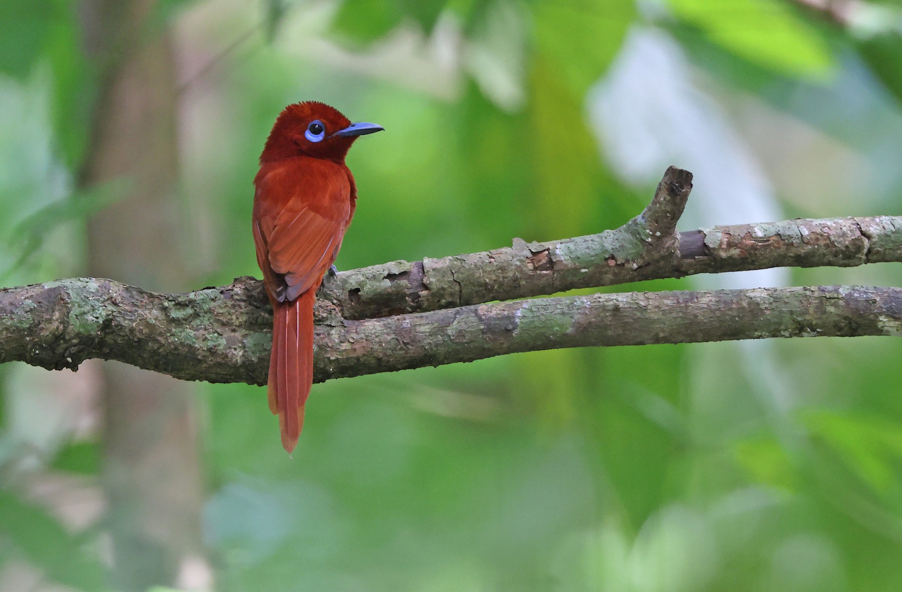 Rufous Paradise Flycatcher (Northern) - eBird
