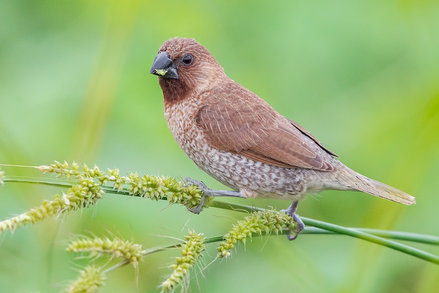 Scaly-breasted Munia (Scaled) - eBird