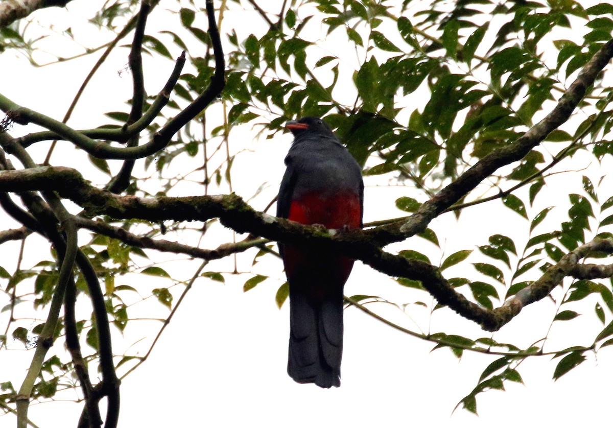 eBird Checklist - 15 Oct 2016 - Estación Biológica La Selva-OTS - 52 ...