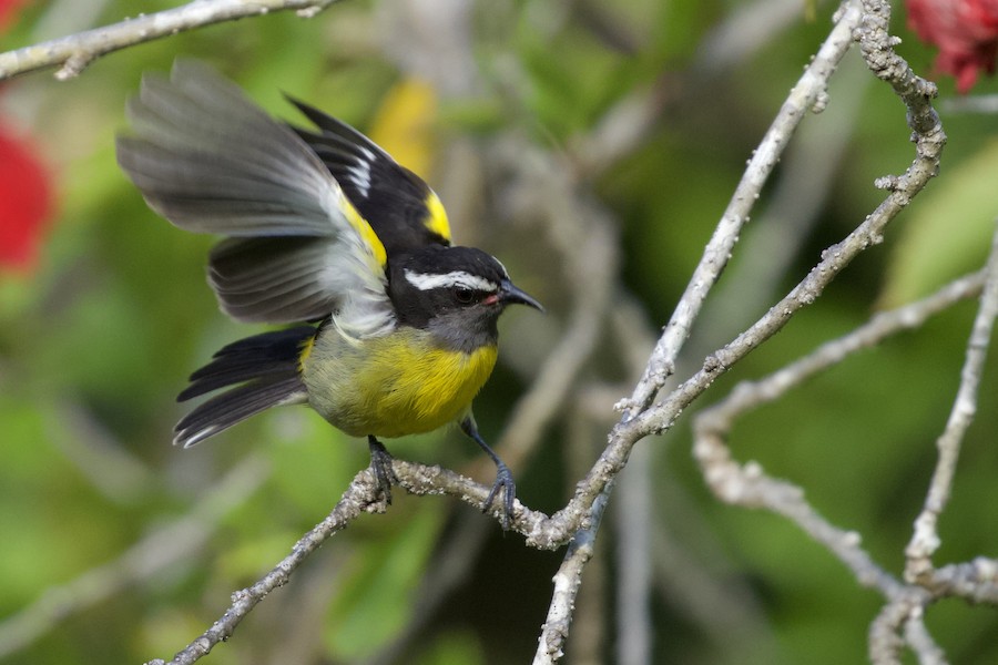 マミジロミツドリ（flaveola グループ） - eBird