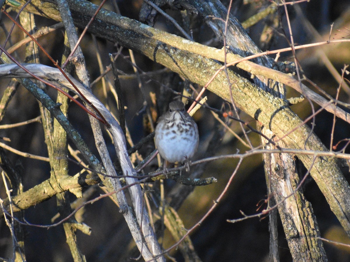 eBird Checklist - 10 Jan 2022 - John Heinz NWR--impoundment (Philadelphia Co.) - 23 species