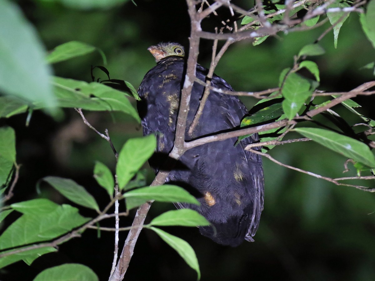 Red-billed Brushturkey - Talegalla cuvieri - Birds of the World