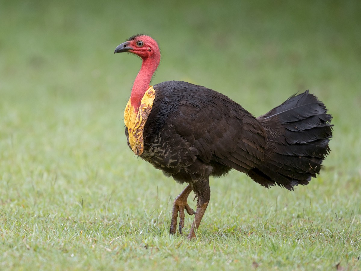 Australian Brushturkey - Alectura lathami - Birds of the World