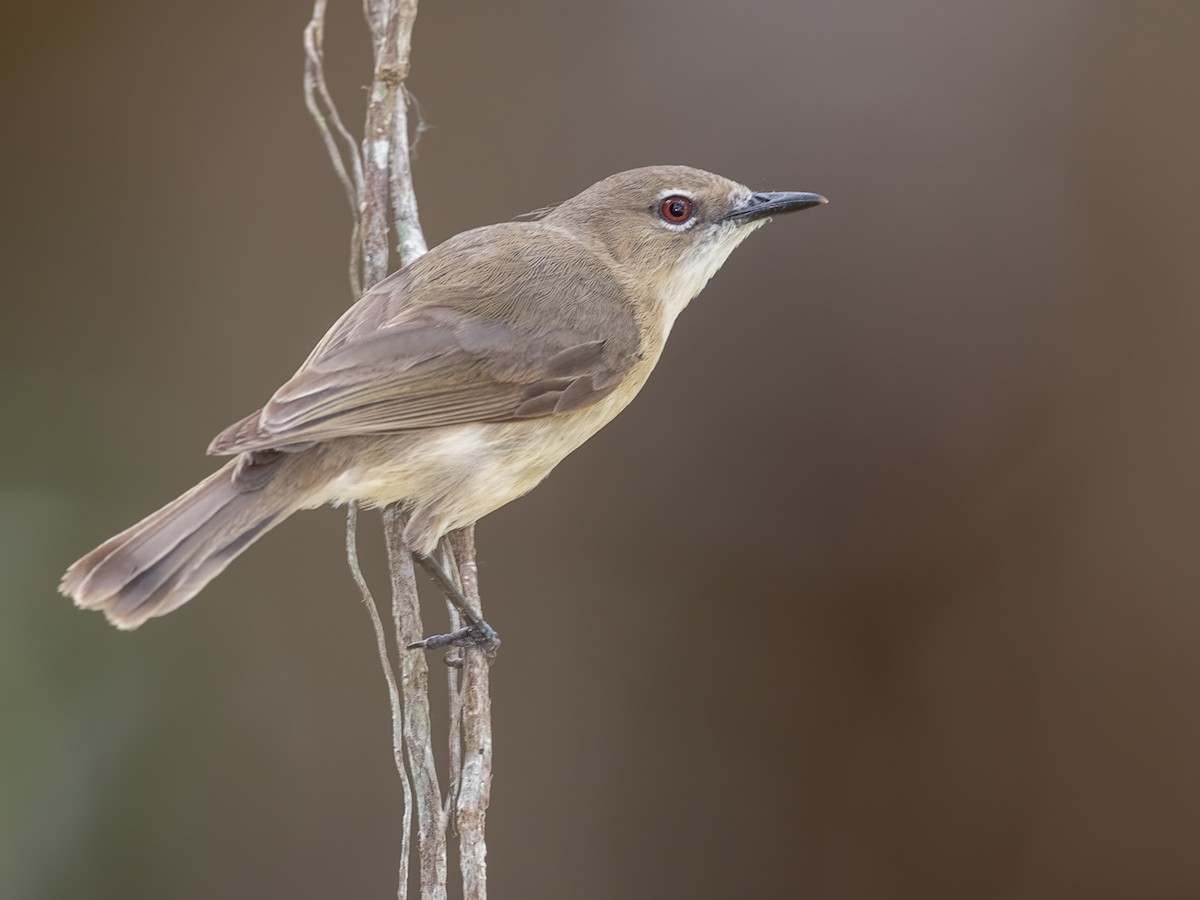 Large-billed Gerygone - Gerygone magnirostris - Birds of the World