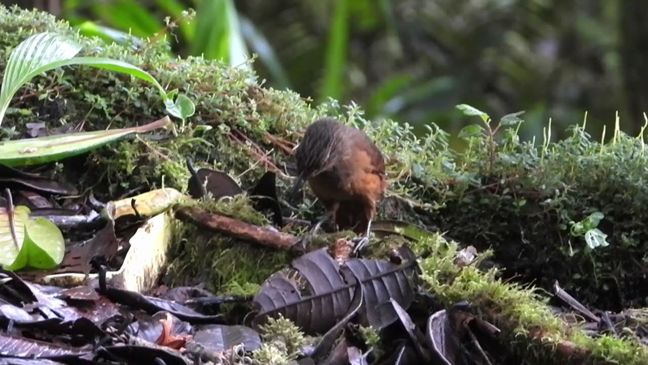 ML404805071 Streak-capped Treehunter Macaulay Library