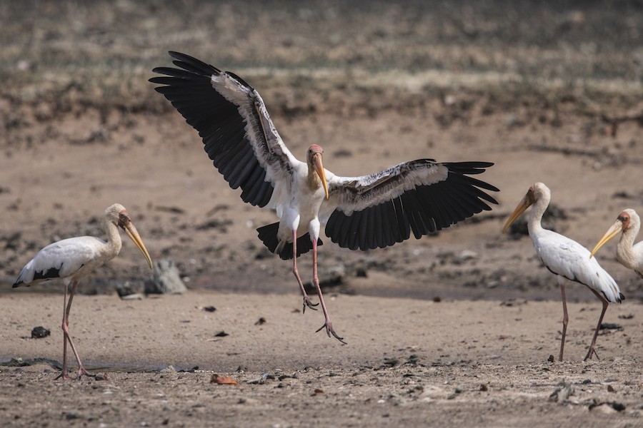 Milky x Painted Stork (hybrid) - eBird