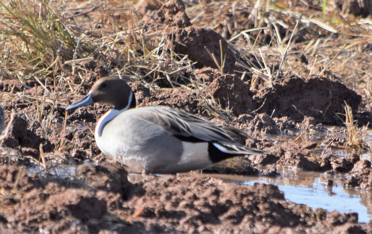 eBird Checklist - 15 Nov 2016 - Riparian Preserve at Gilbert Water ...