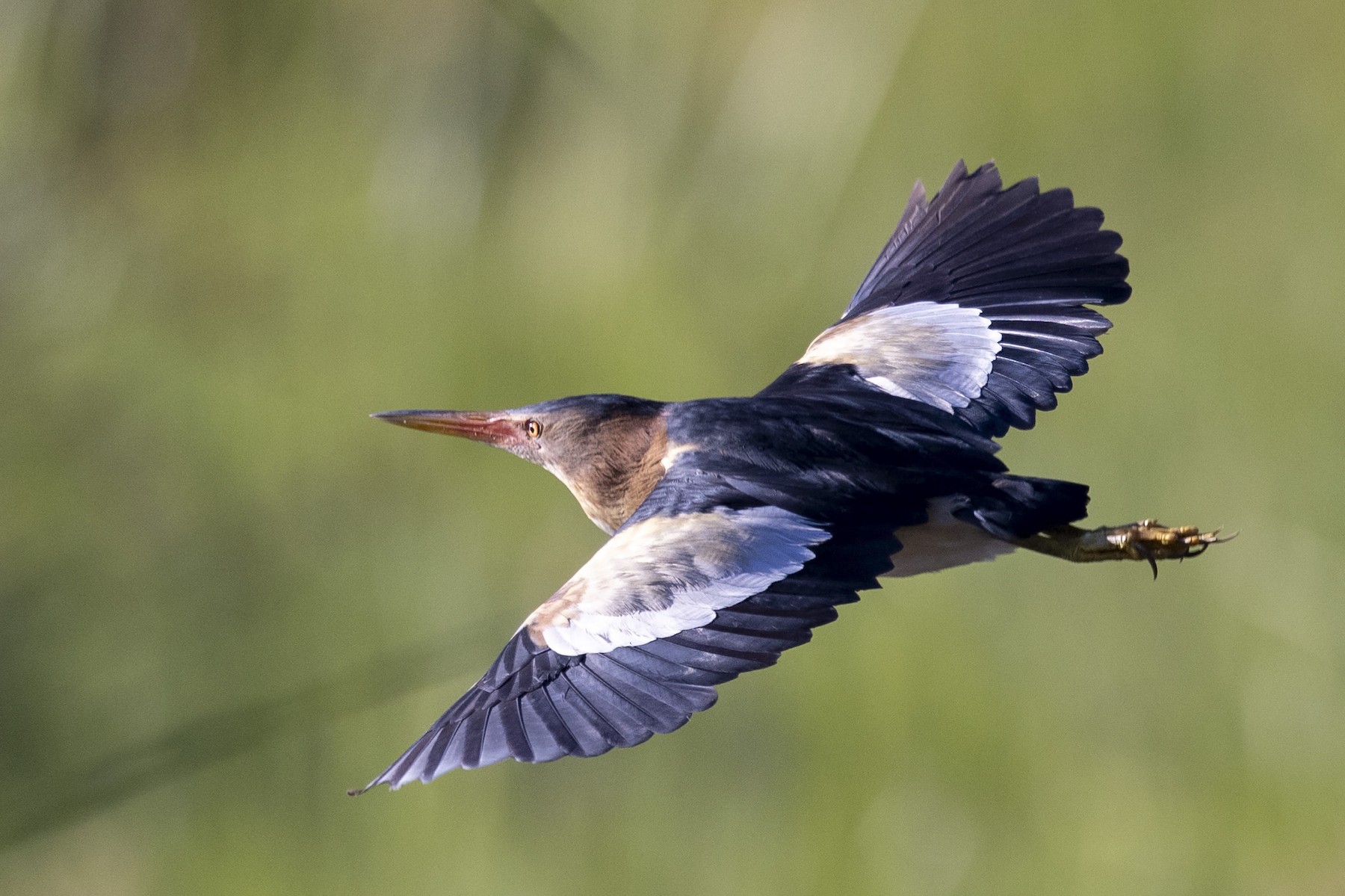 Little Bittern (African) - eBird